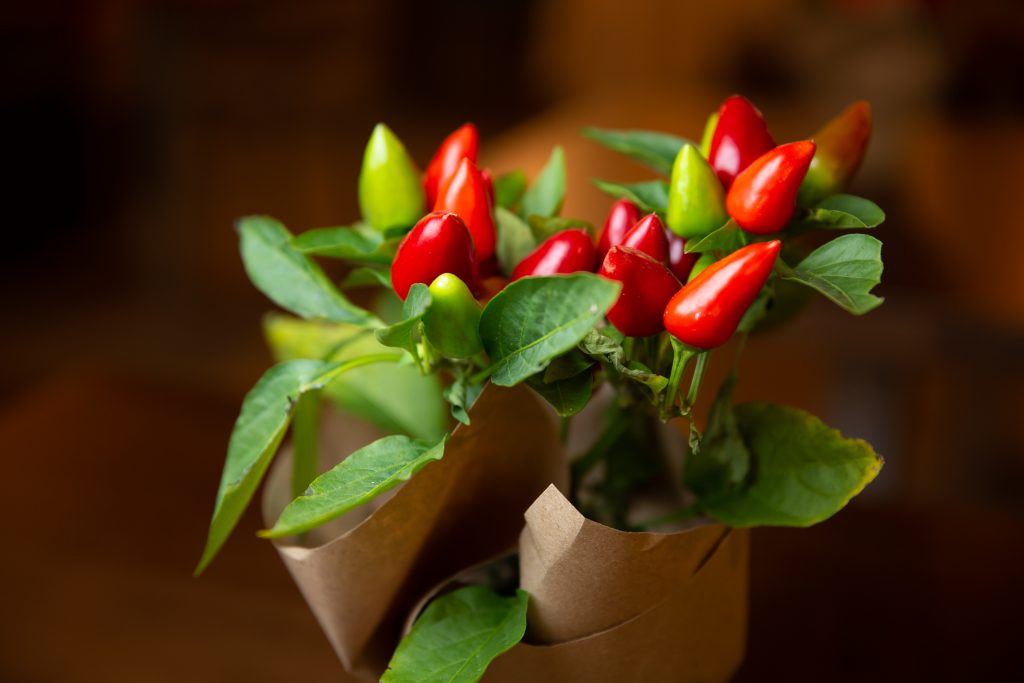 Curte pimenta? Saiba como plantar na sua casa! – DECABRÓN CHILLIS